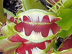 Midtown Carnivores - Carnivorous Plants and Supplies for New York City