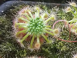 Midtown Carnivores - Carnivorous Plants and Supplies for New York City